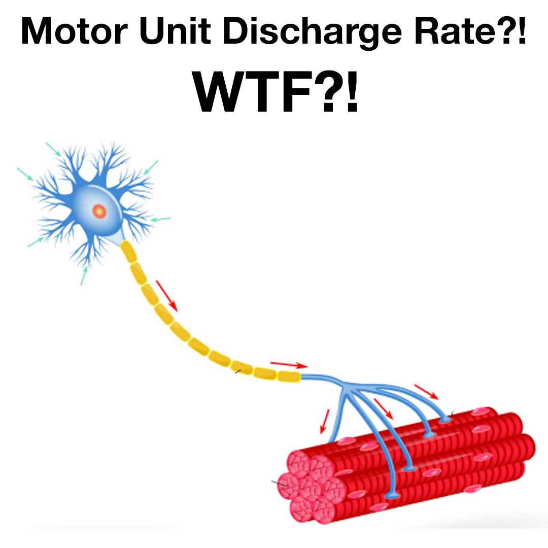 Maximal Discharge Rate of Motor Units – Garage Strength